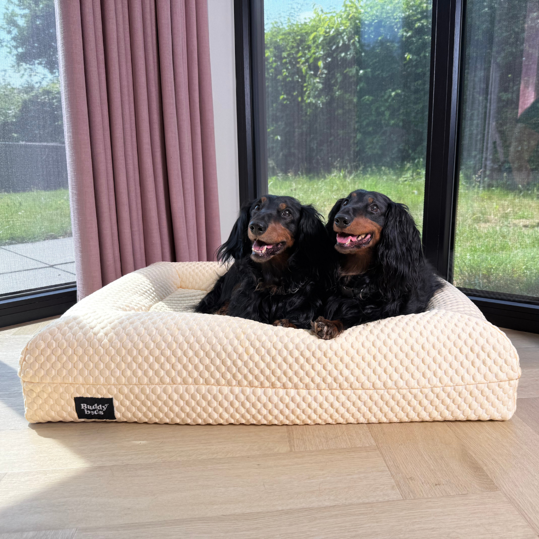 Cool Hoes Natural Yellow – Buddy Beds